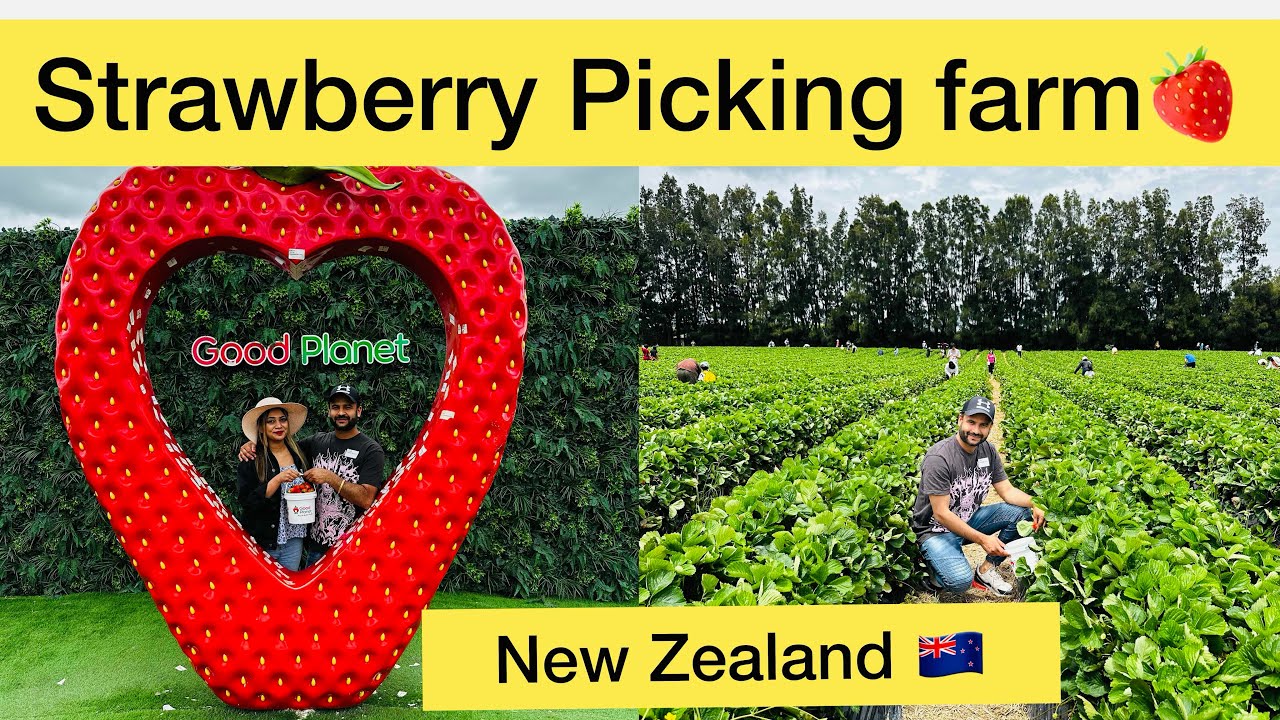 Strawberry farm in New Zealand - YouTube