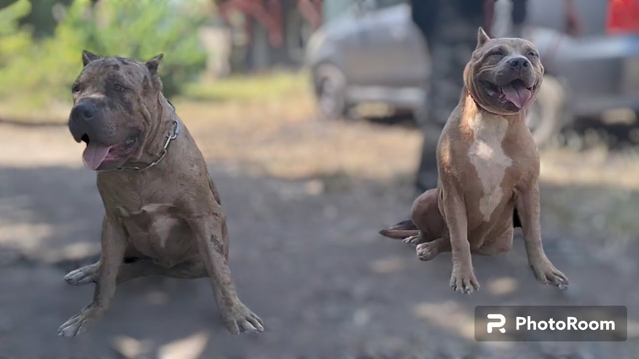 REAKSI SI HELIOS KETEMU SI ANYA & CLEO ‼️ 4 EKOR ANJING BULLY XXL ...