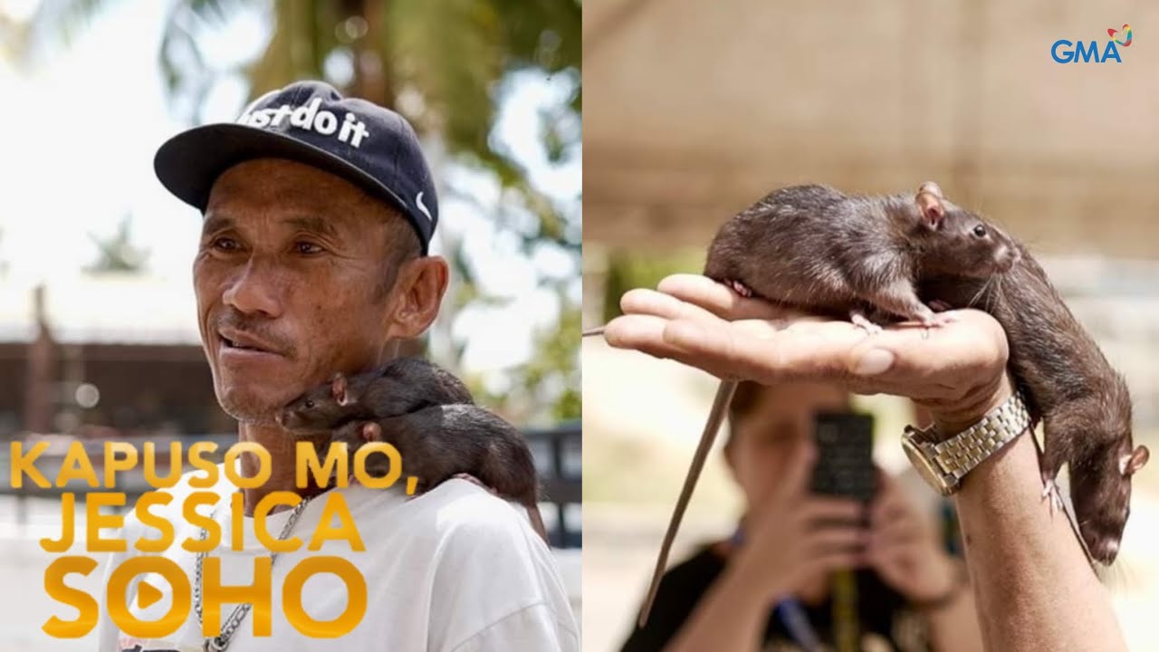 Mga itim na daga, ginagawang pet ng isang dispatcher sa Cebu? | Kapuso ...