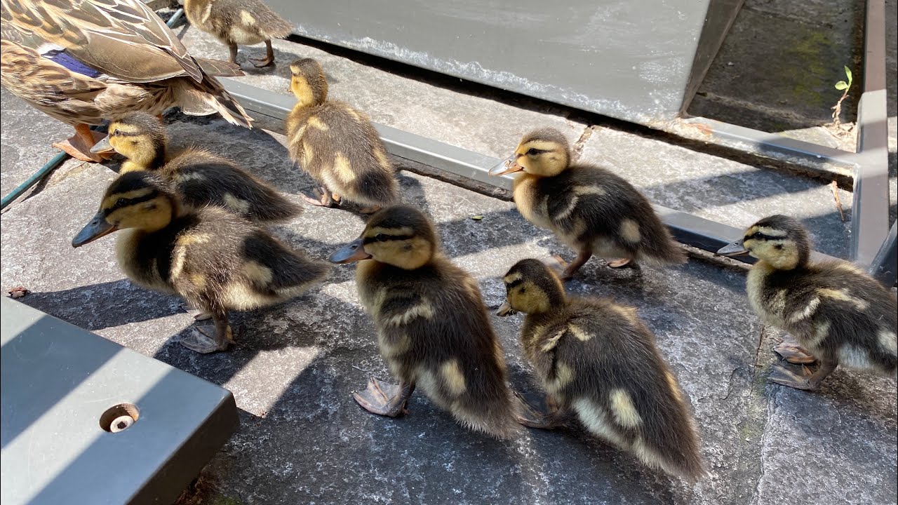 Warning: Extreme Cuteness Overload - YouTube