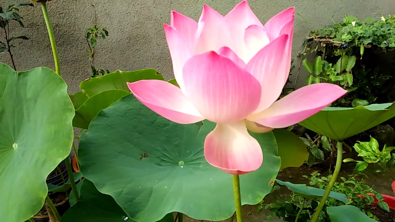 Poddo(lotus) - YouTube