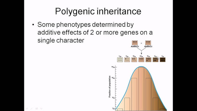 Polygenic Inheritance Definition