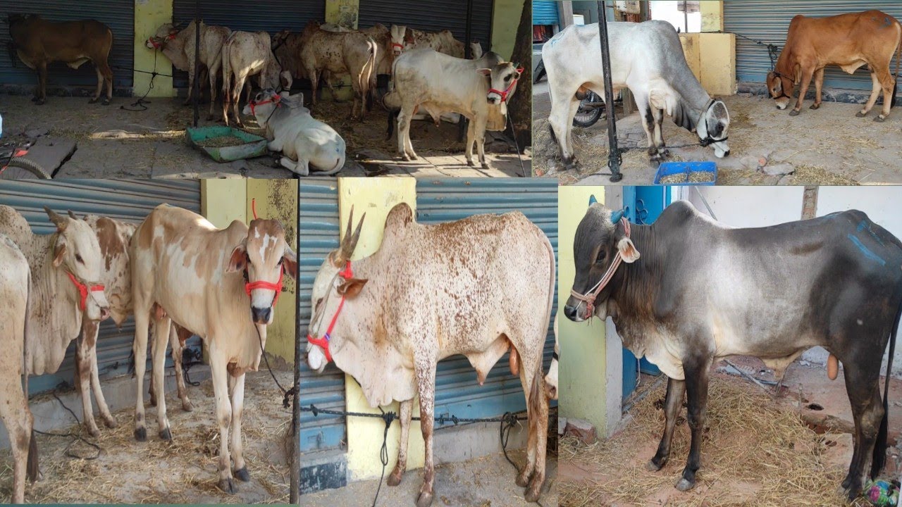 khillari bulls and ongole breed bulls in available | 9347585504 ...