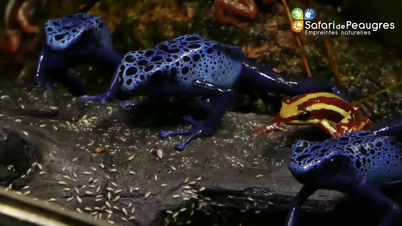 grenouilles repas - YouTube