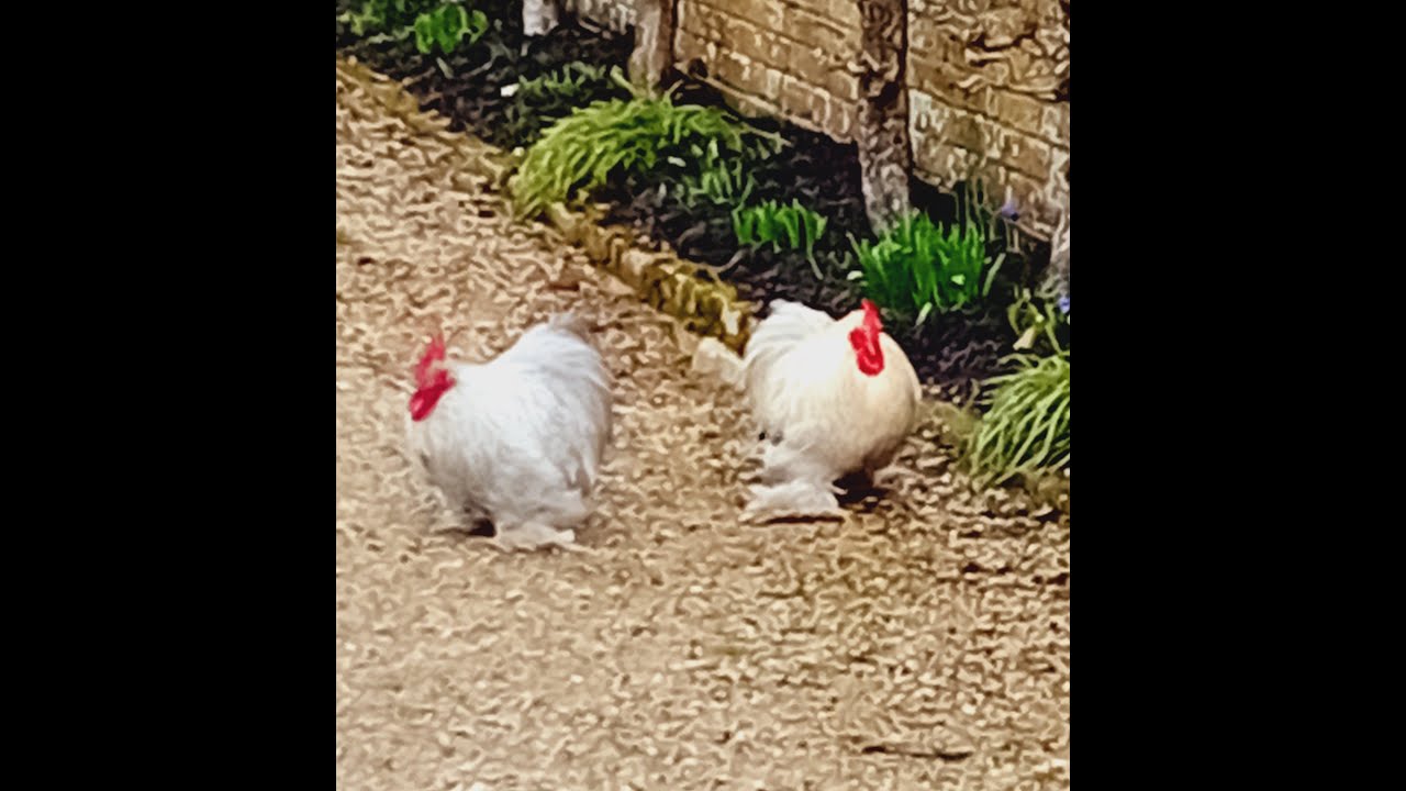Cute Bantam Chickens going for a walk - YouTube