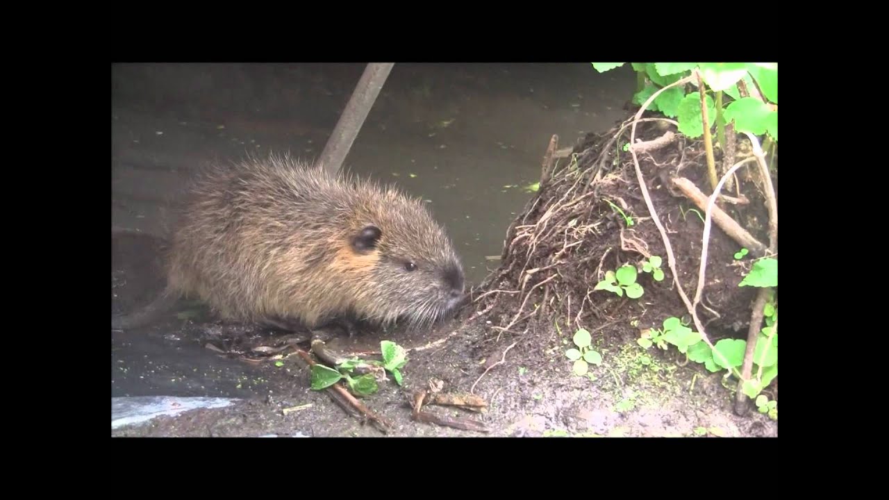 Mama and baby nutria at Aquarena Springs - YouTube