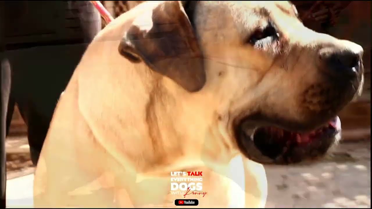 BOERBOEL CLIP|Intozimnandi Boerboels|Kasi dogs|Family Dogs|Guard Dogs ...