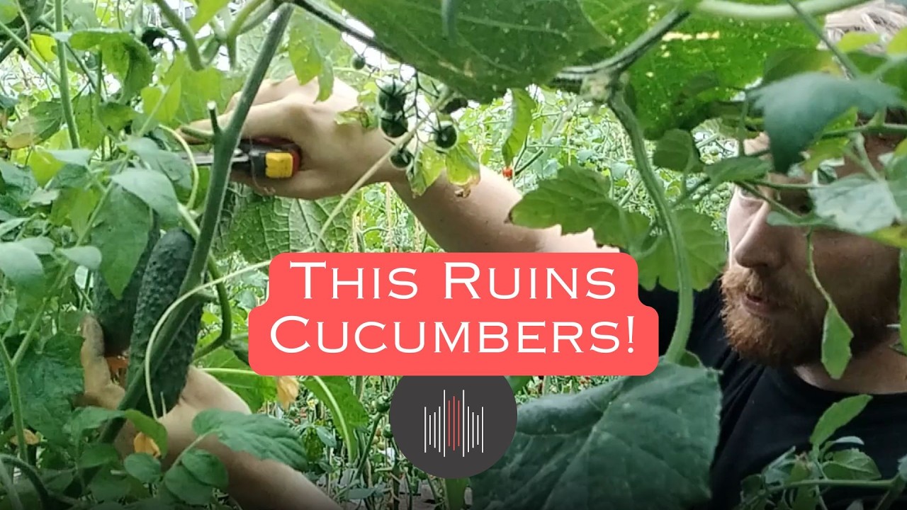 How to Harvest Cucumbers the RIGHT Way [Beginner’s Guide] - YouTube