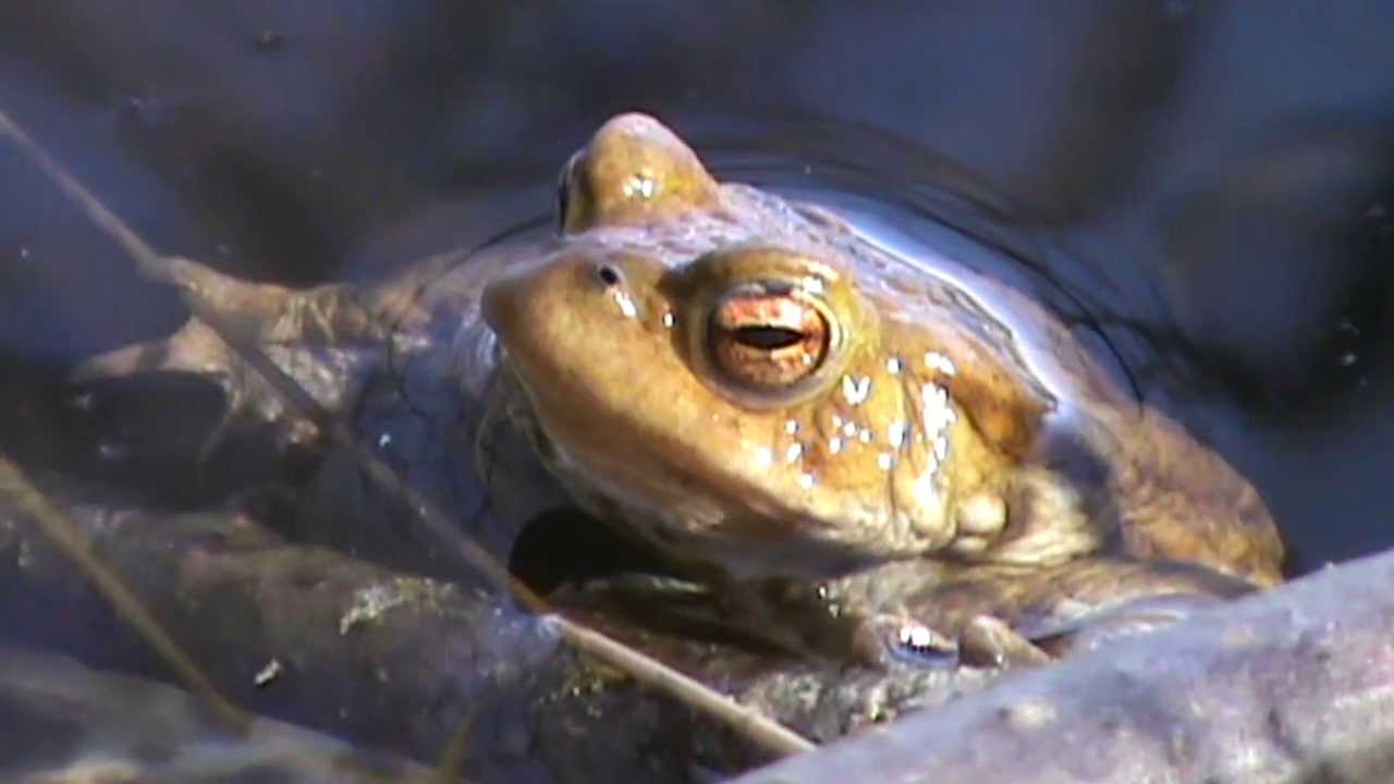 Crapaud commun - Common toad - YouTube