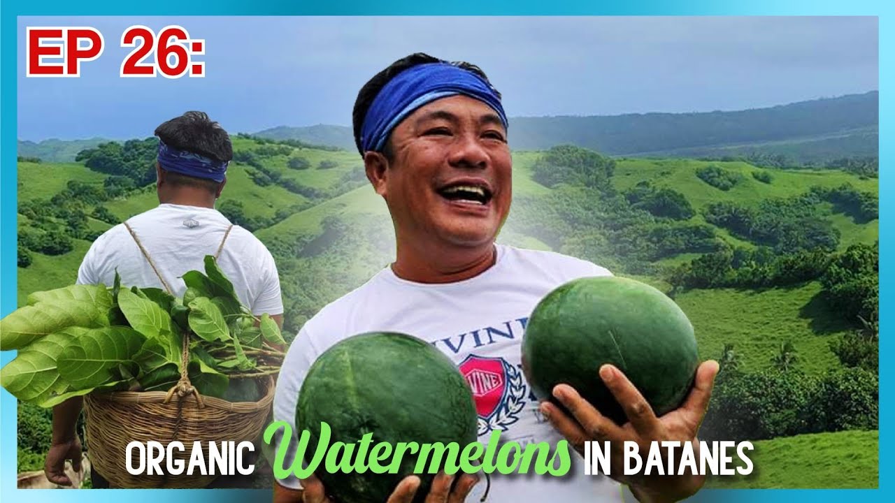 Buhay Probinsiya:Watermelons From Generous Farmers. |Life in the ...