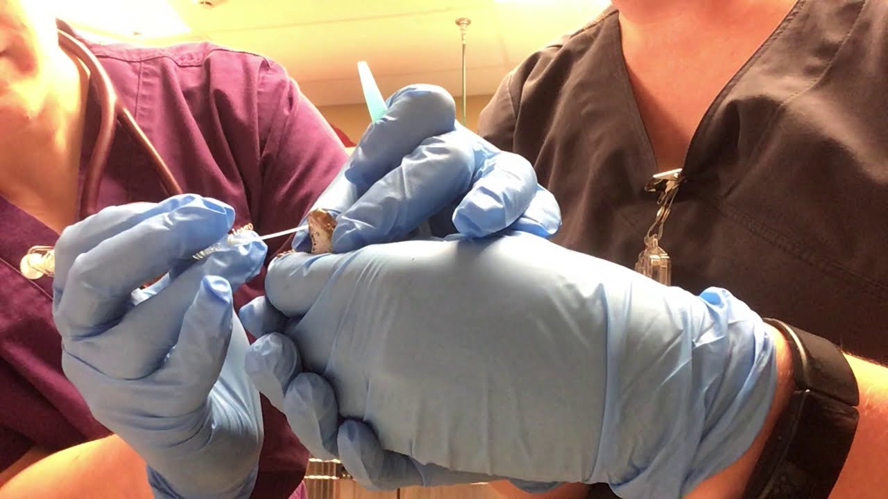 How to give your frog oral medications - YouTube