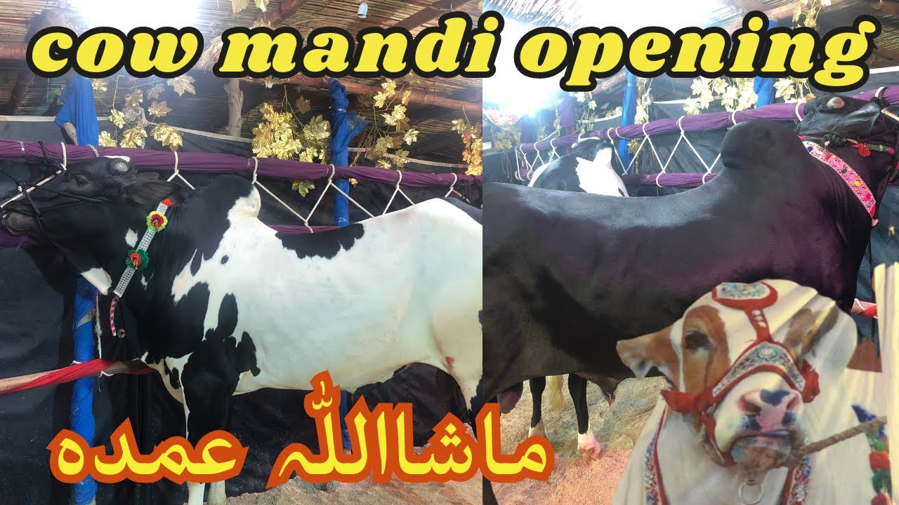 Cow mandi 2023 | I15 islamabad mandi opening | Bakra mandi | Eid in ...