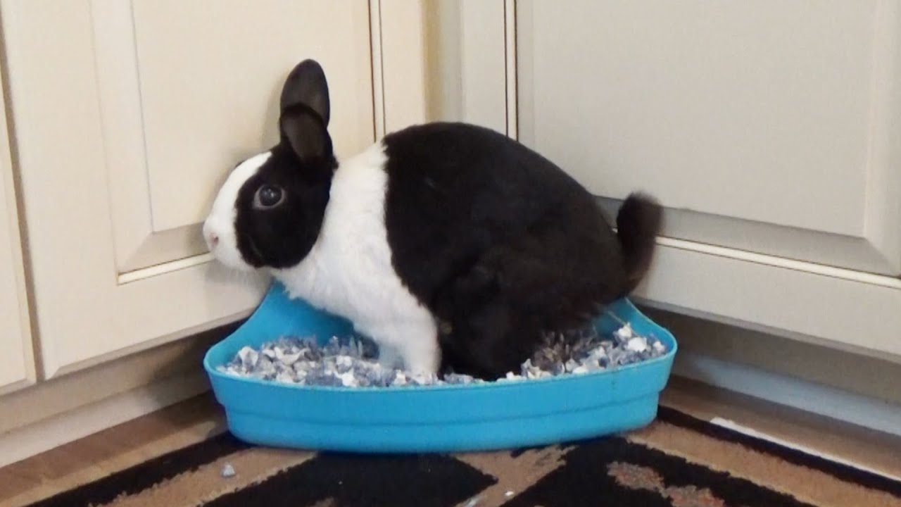 Rabbit TED Talk - YouTube