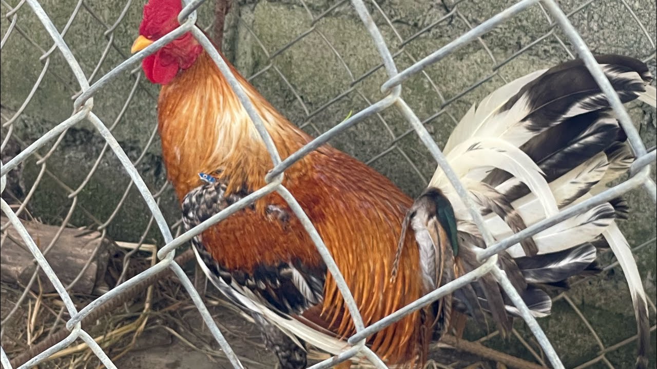 Amarando lo marcao 10 por que con eta lluvia se pegan fácil - YouTube