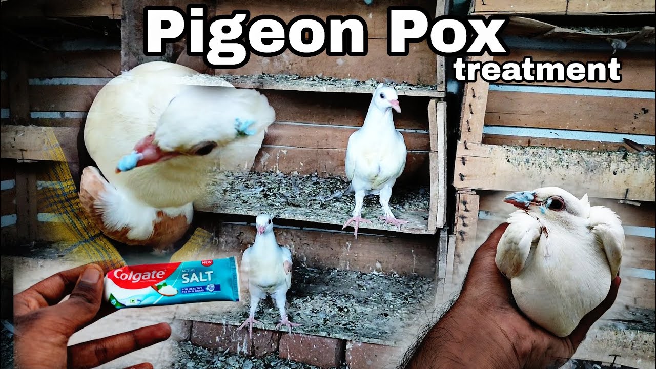 pigeon-pox-how-to-cure-pigeon-pox-in-tamil-pigeonpox