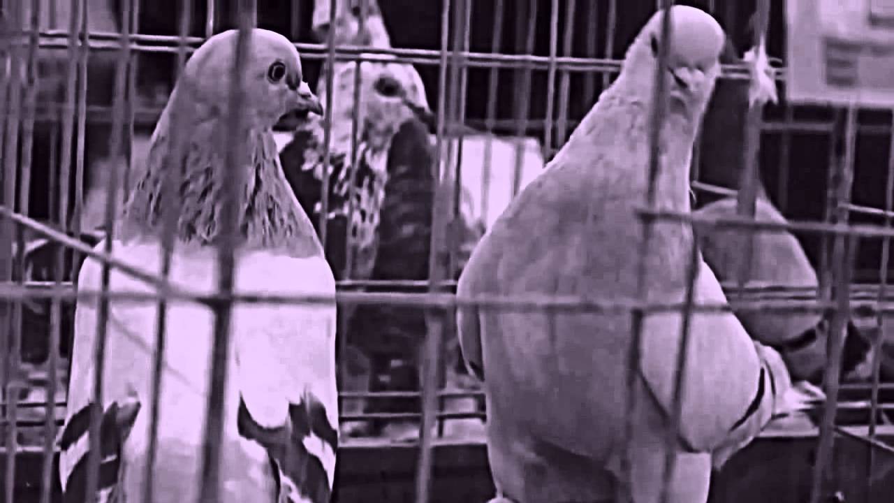 Rusyanın Ünlü Güvercinleri Festivali_HD-Russian Pigeons Kopyası Kopyası ...