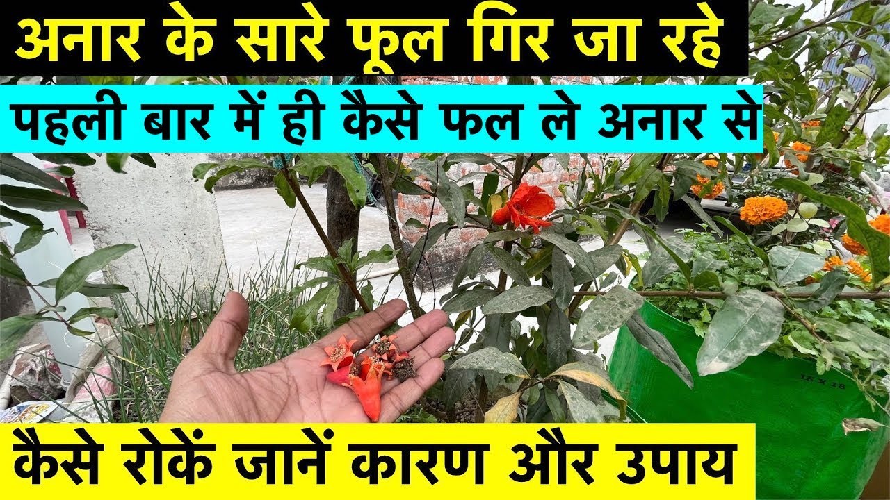Anar ka Phool Gir Jata Hai | अनार के फूल गिर जाते है | Pomegranate ...