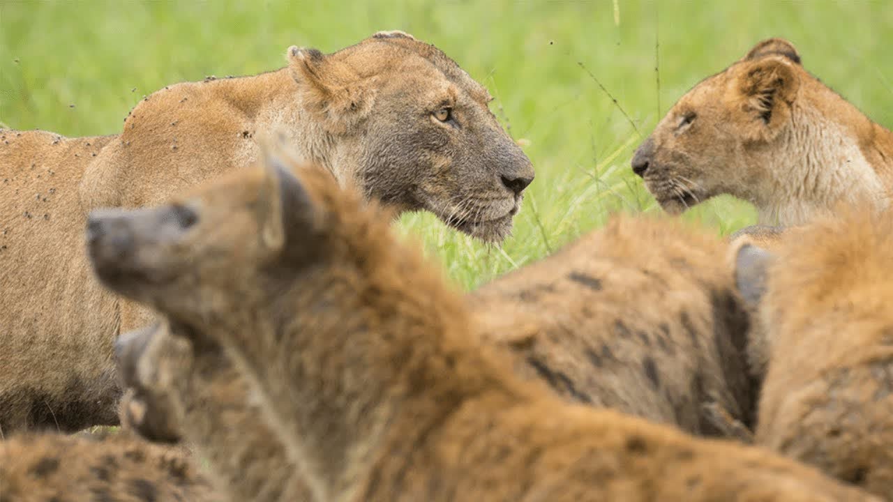 Lions vs Hyenas - Eternal Enemies Fighting To Death (Wild Life 4K UHD ...