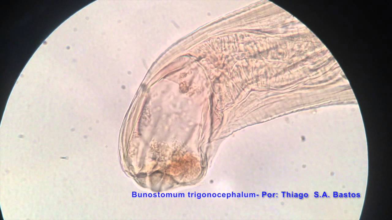 Bunostomum trigonocephalum (Vista lateral) - YouTube