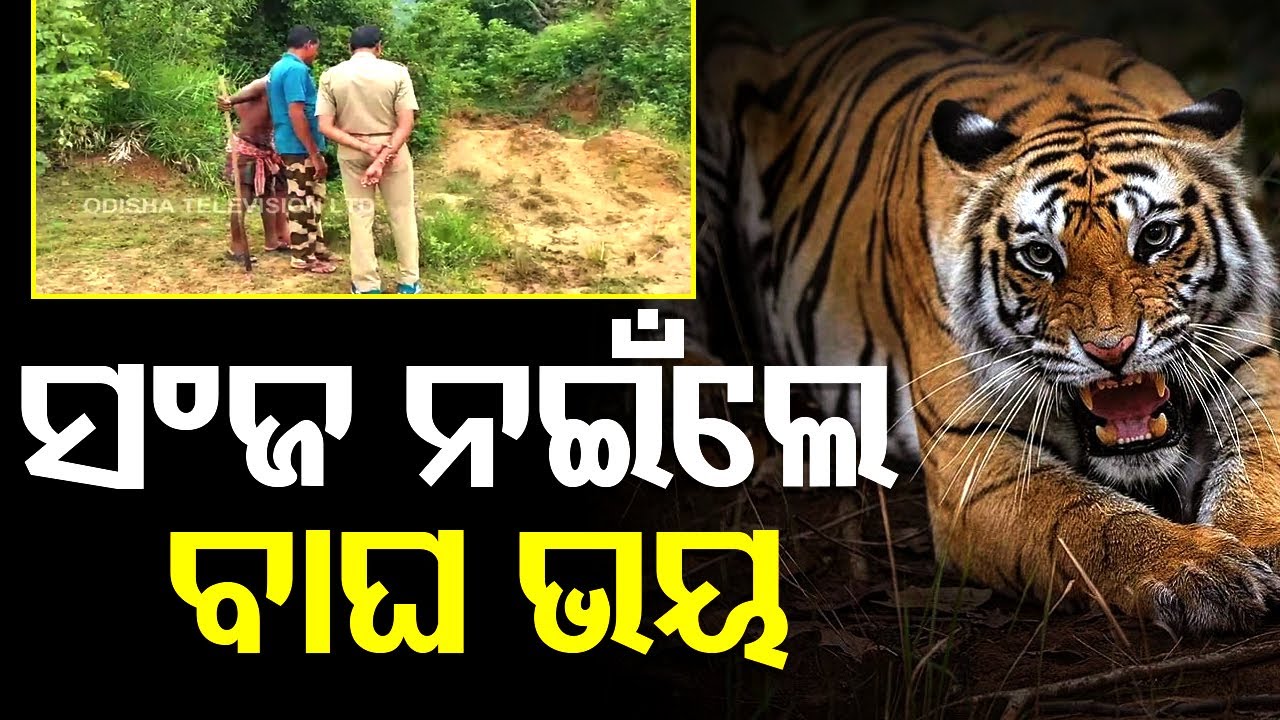 Fear Grips Villagers After Tiger Attacks in Ganjam - YouTube