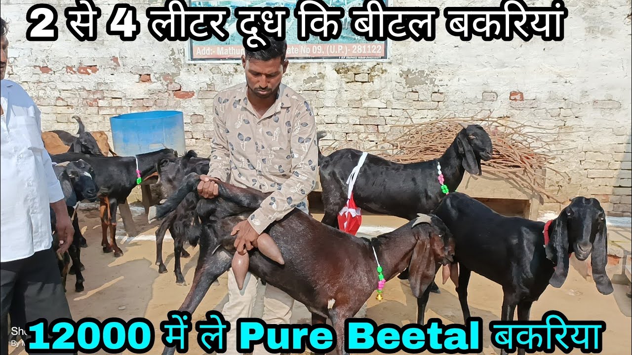 Pure White Eyes Beetal Goats available for sale at Shakil Barbari Goat ...