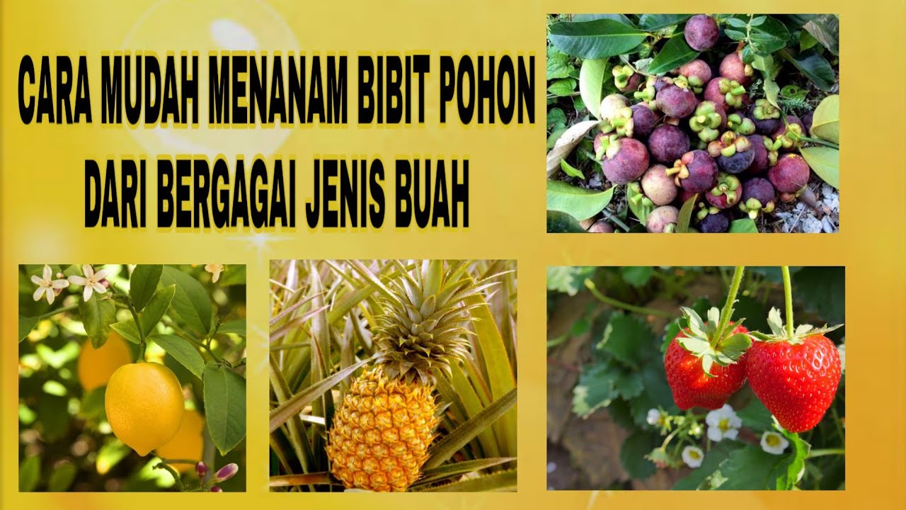 Cara Mudah! Menanam Bibit Pohon Dari Berbagai Jenis Buah - YouTube