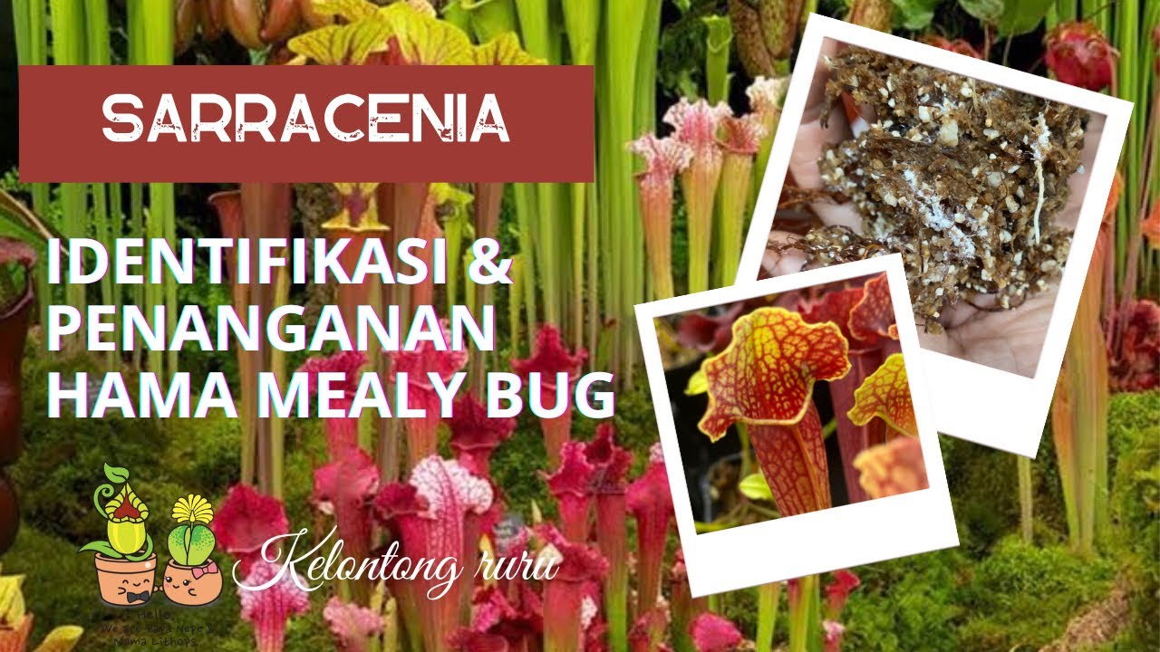 IDENTIFIKASI & PENANGANAN HAMA MEALY BUG PADA SARRACENIA - YouTube