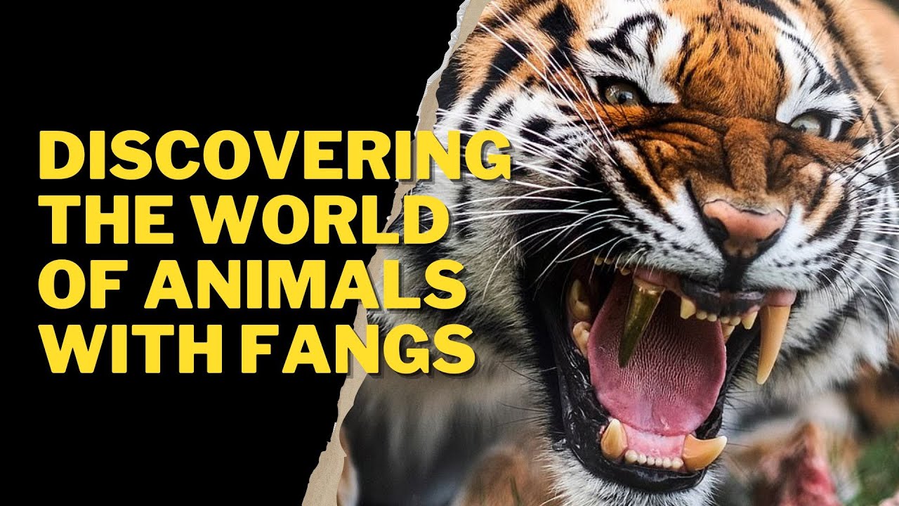 DISCOVERING THE WORLD OF ANIMALS WITH FANGS - YouTube