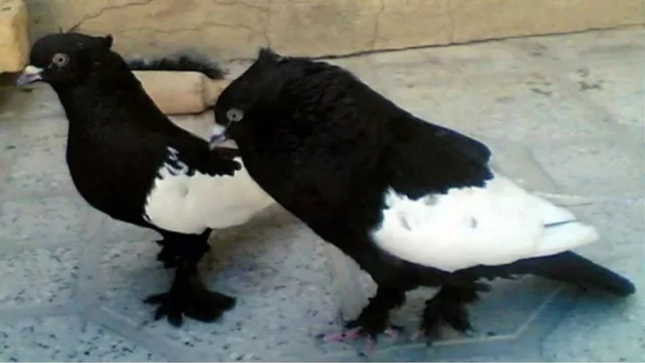 Male pigeon calling female pigeons activities - YouTube