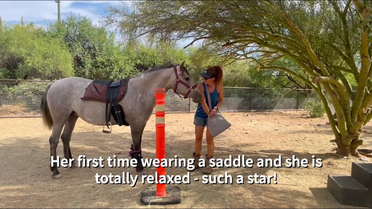 Modern Mustang Training - Saddling for the First Time! - YouTube