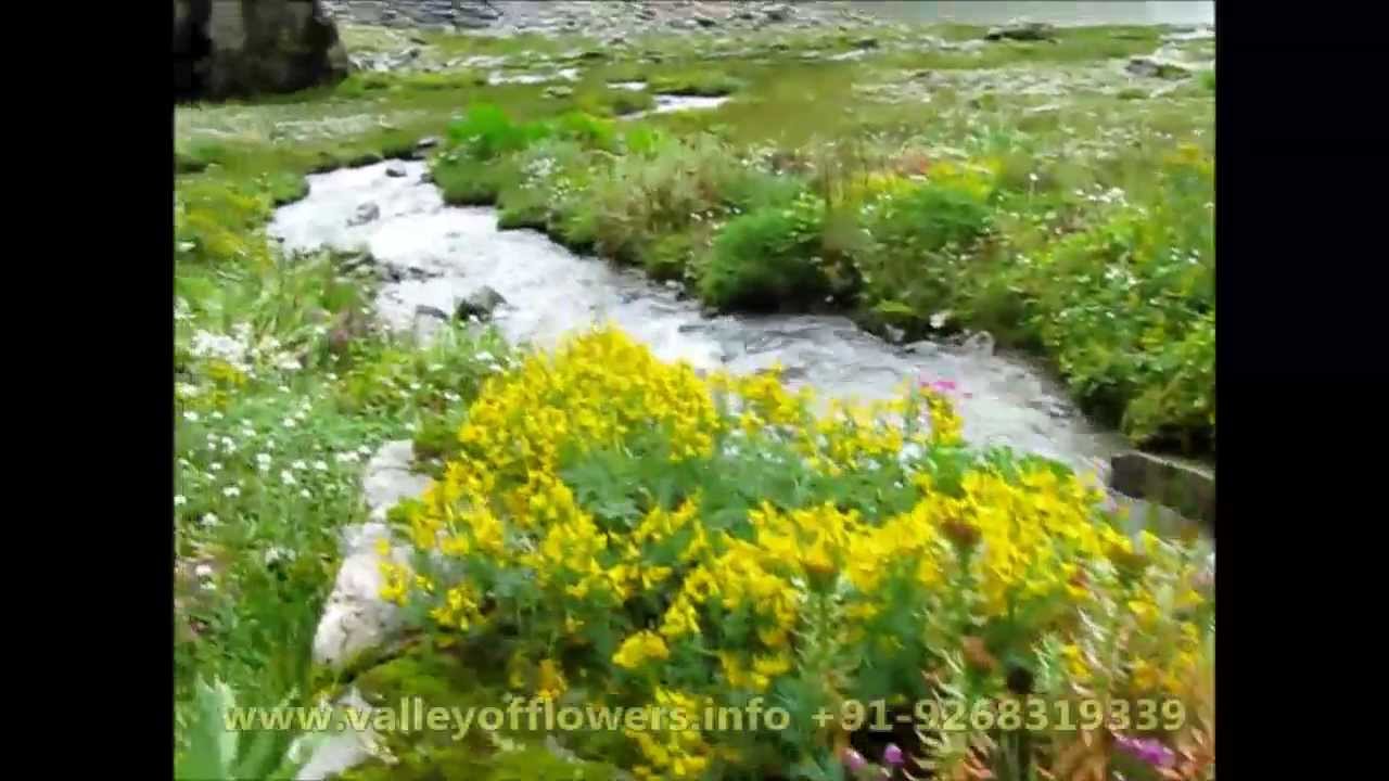 Valley of flowers, Beautiful video of valley of flowers, (Flowers and ...