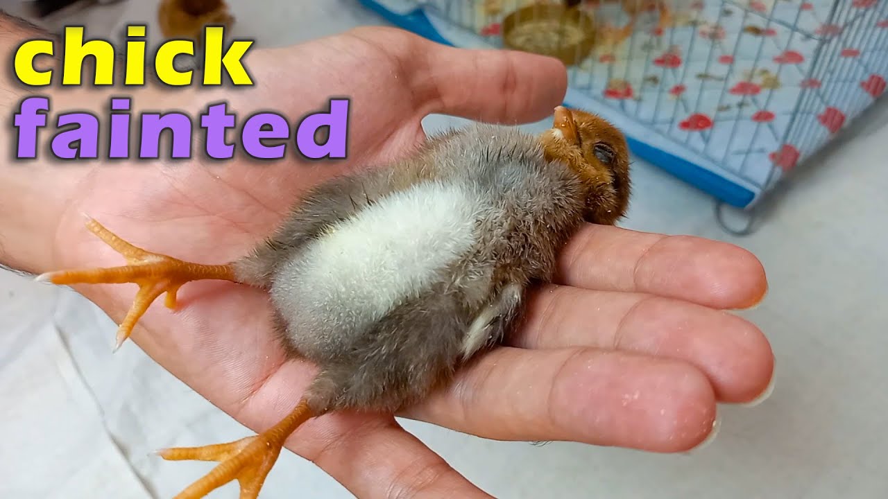 My beautiful chick fainted in my hand😂😍 - YouTube