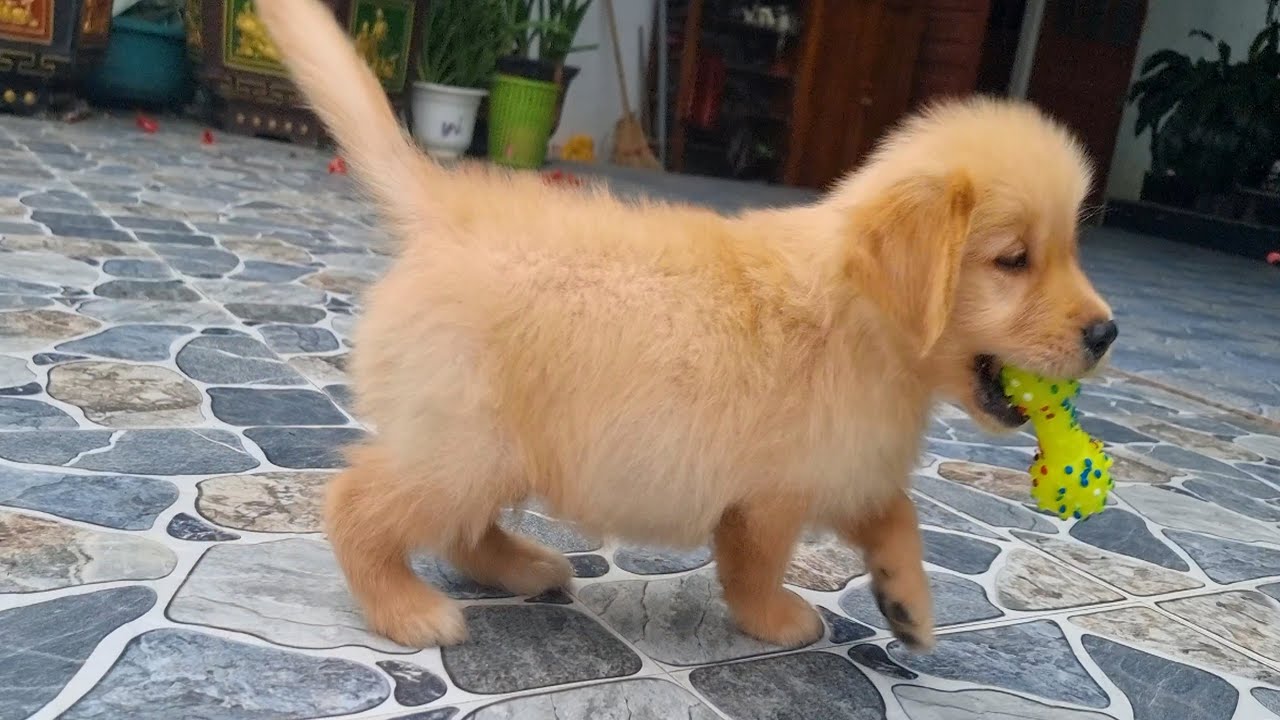 Golden Retriever - when the dog spends the toy - YouTube