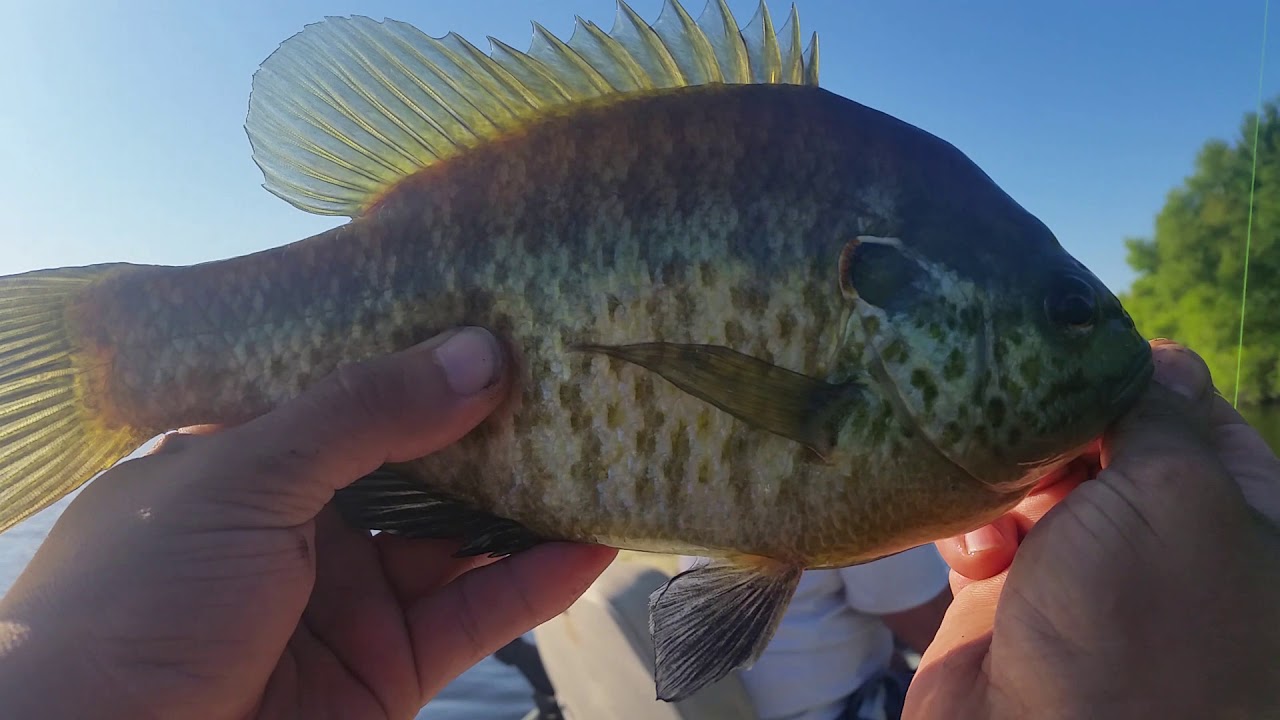 Pan fishing #9 2019 - YouTube