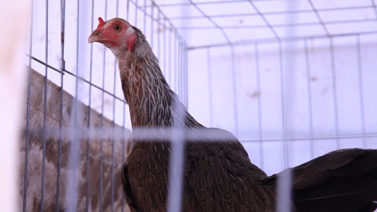 El Gallo ideal para la navaja de pulgada - Cruzando Asil - YouTube