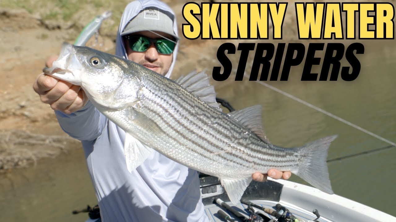 Spring Striped Bass Fishing in SMALL Rivers! - YouTube