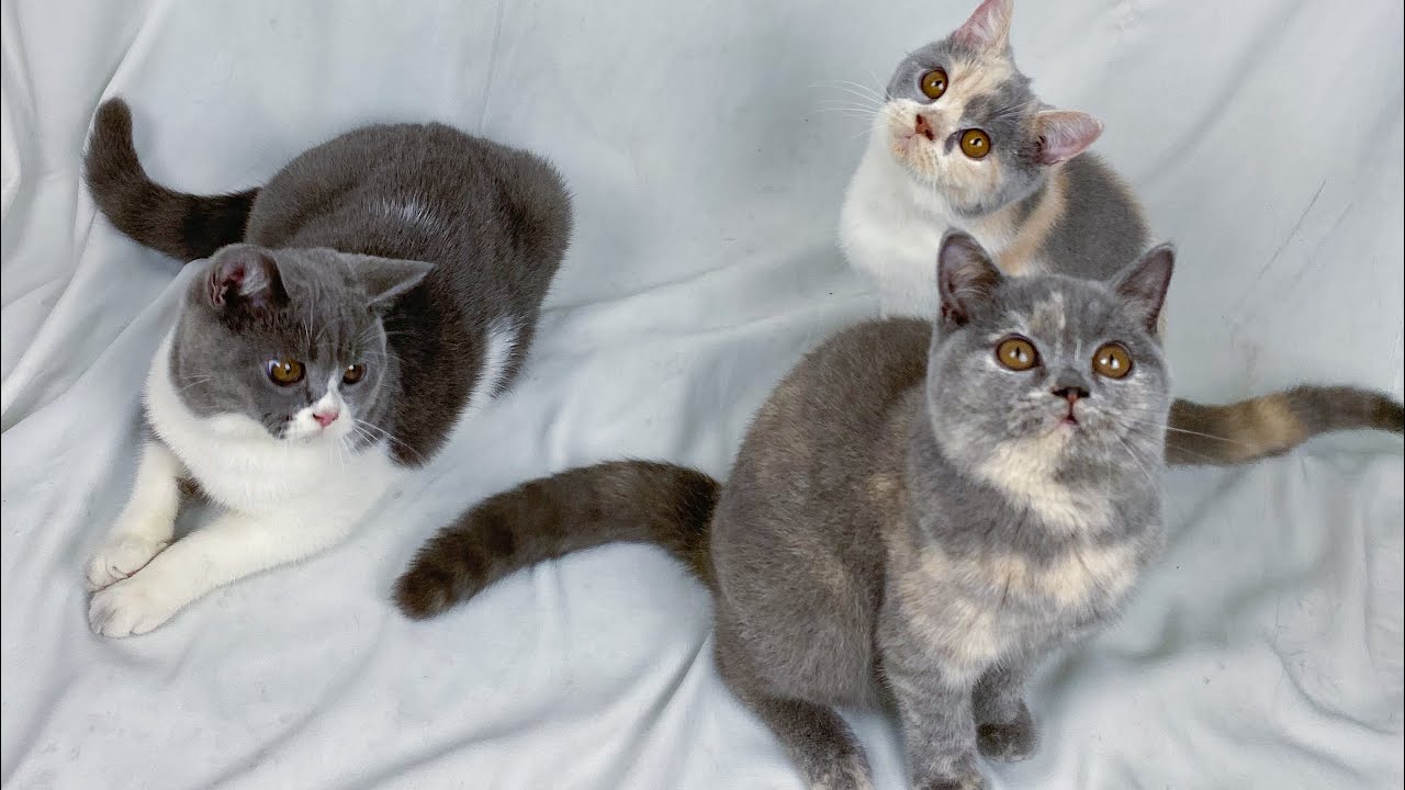 Tips biar kucing anteng di foto 🤣 - YouTube