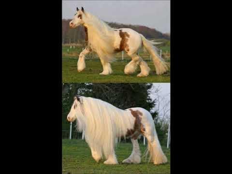 лошади с длинной гривой (5) - YouTube