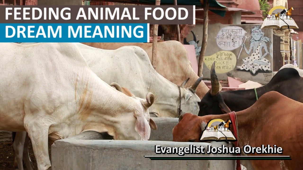 Feeding Animal Food Dream Meaniing - Hungry Animal Eating Symbolism ...