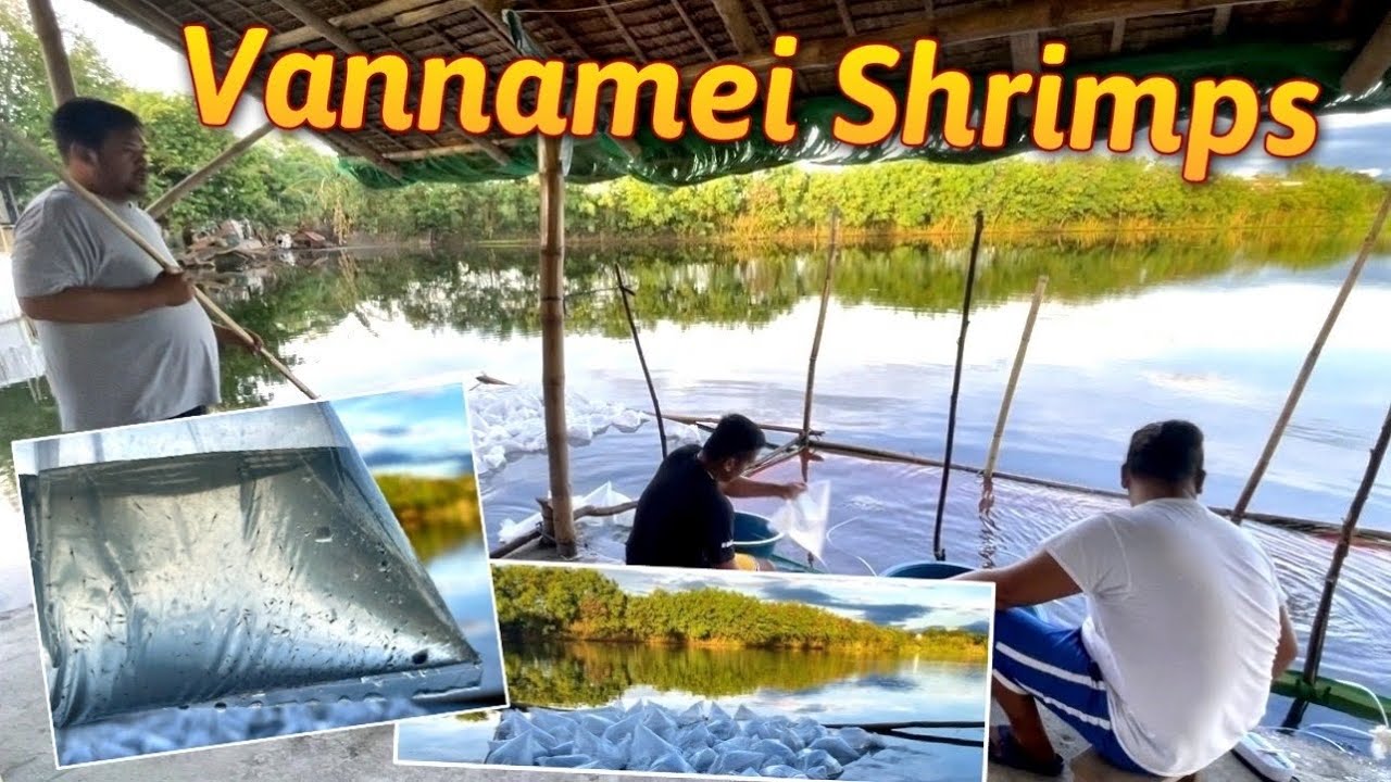 Shrimp Farming - Paglagay ng Semilya ng Hipon sa Fishpond | Guagua ...