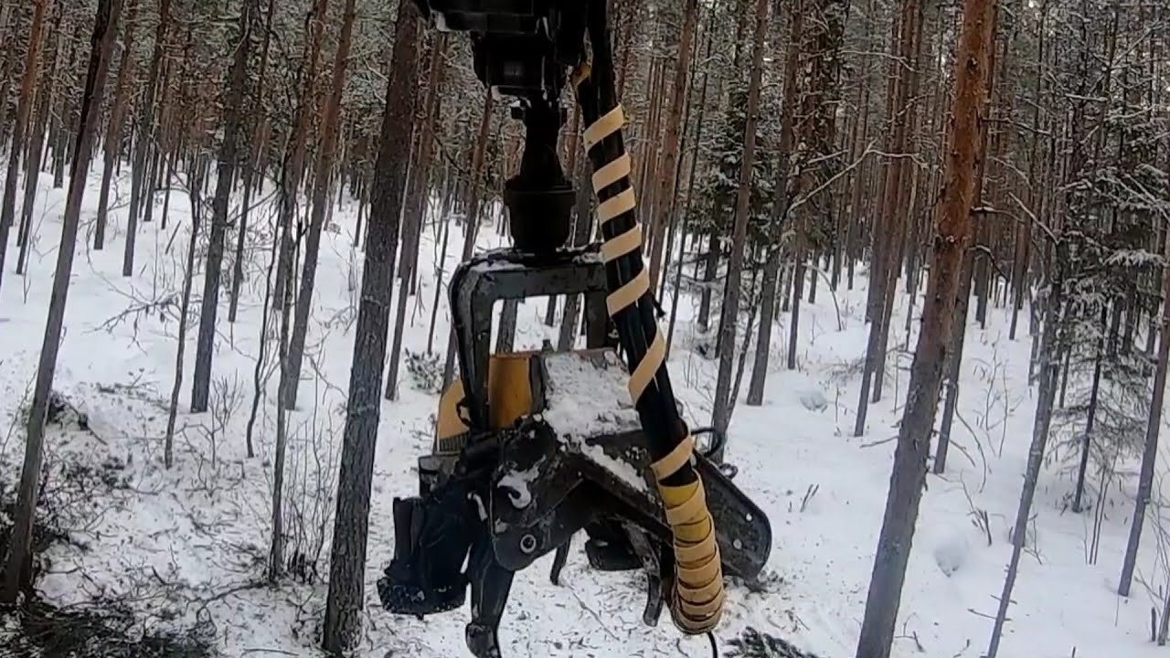 Ponsse Hs 10 Cobra ojalinjahakkuulla, koura sieppasi letkunipun ...