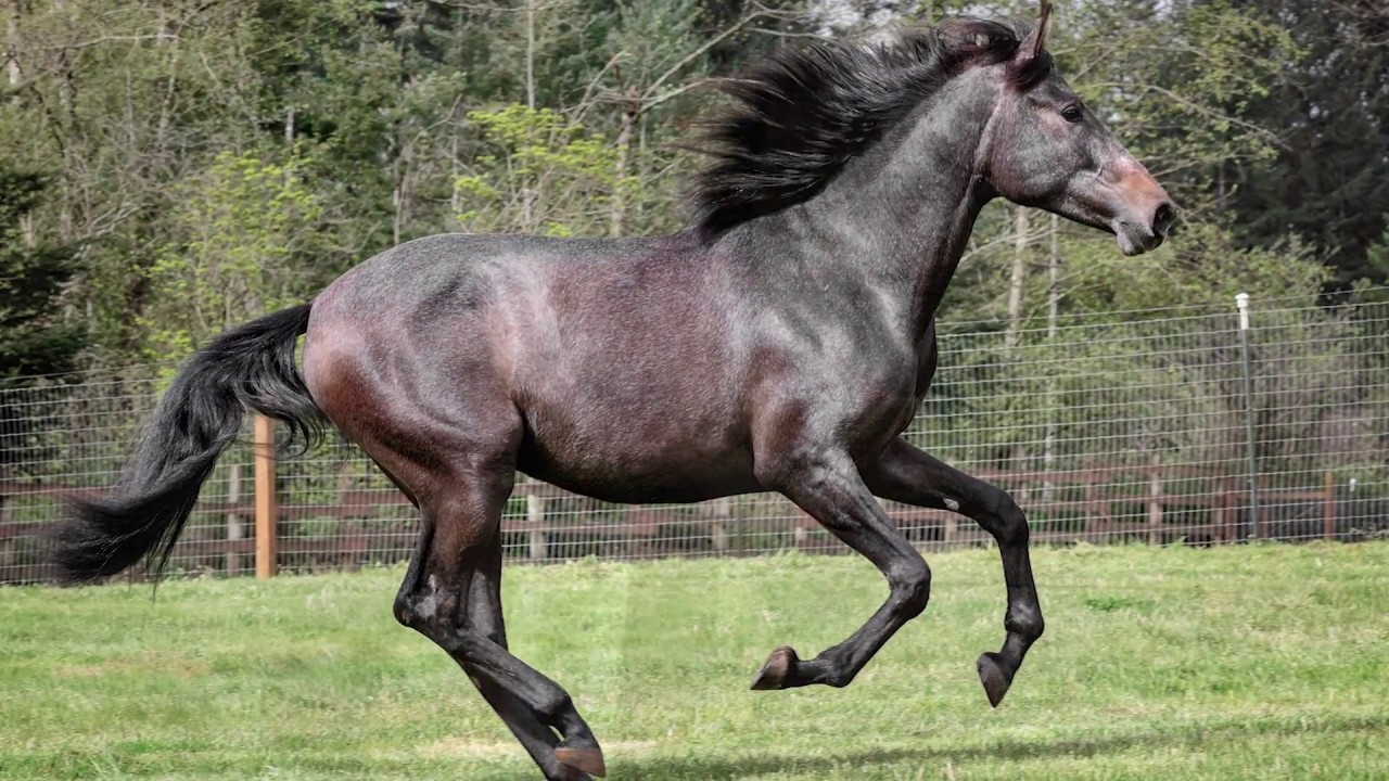 FOR SALE: Jazmin MSM (2015 PRE Inscribed Grey Filly: Faralay III X Dora ...