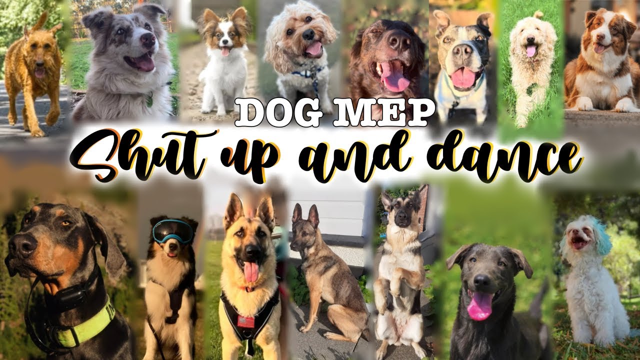 FULL DOG MEP- Shut up and dance (Summer 2024) - YouTube