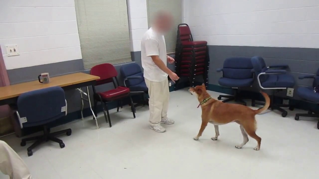 Dogs Penny - YouTube