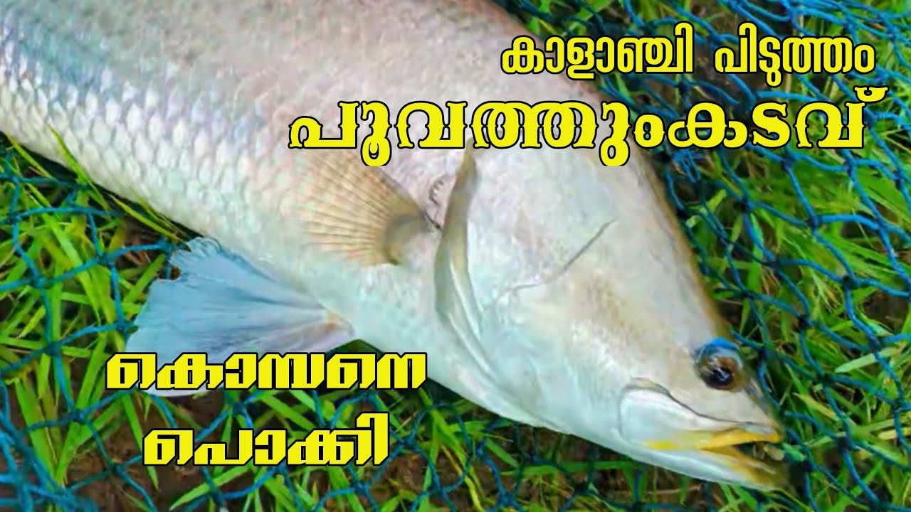 കാളാഞ്ചി പിടുത്തം പൂവത്തുംകടവ് പുഴ | kaalanji fishing | - YouTube