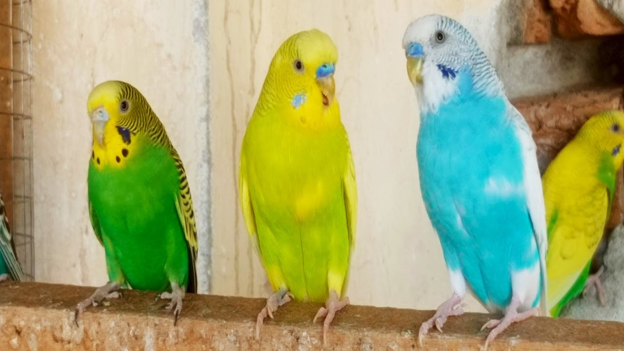 9 hr Beautiful Parakeets Happy Singing & Eating, Budgies Birds, Reduce ...