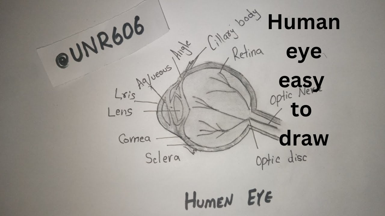 human eye class 10 biology/how to make eye diagram/ human eye structure ...