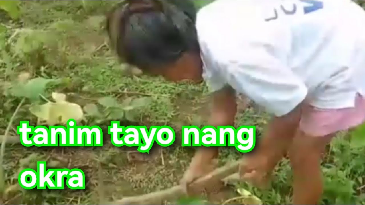 buhay na ang aming mga tanim na gabi at balanghoy may bagong tanim tayo ...