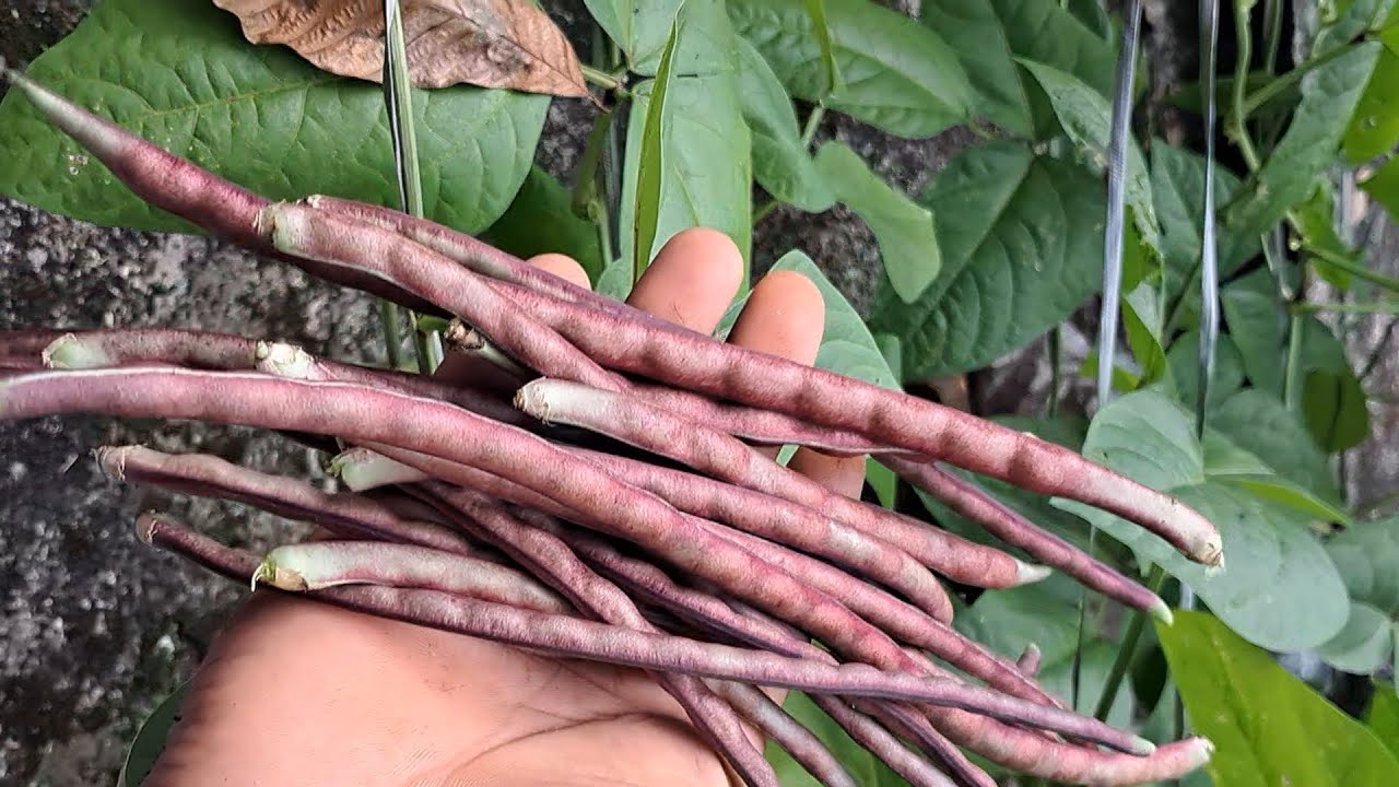 Harvesting Red Yard long Bean's - YouTube
