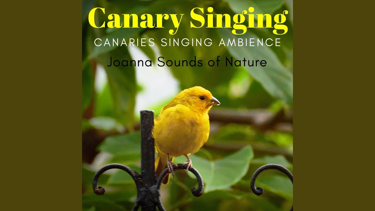 Cute Canaries Singing - YouTube Music